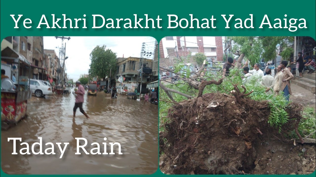 Ye Akhari Darakht Bohat Yad Aaga ll۔#aesahemerahyderabad #trees # ...