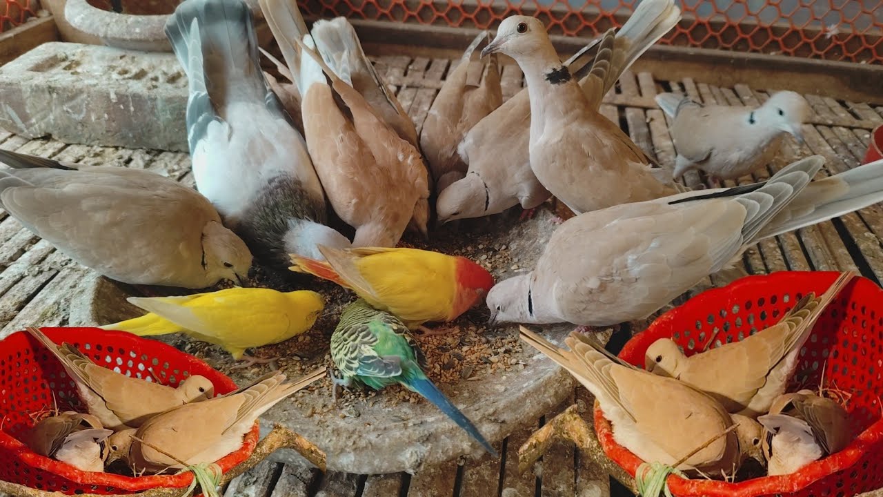 Amazing Australian Dove Farm | Process Of Raising Breeding Doves For ...