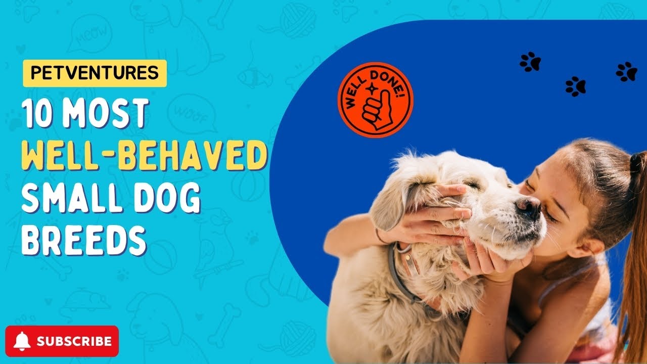 10 Most Well-Behaved Small Dog Breeds | Easygoing Companions! - YouTube