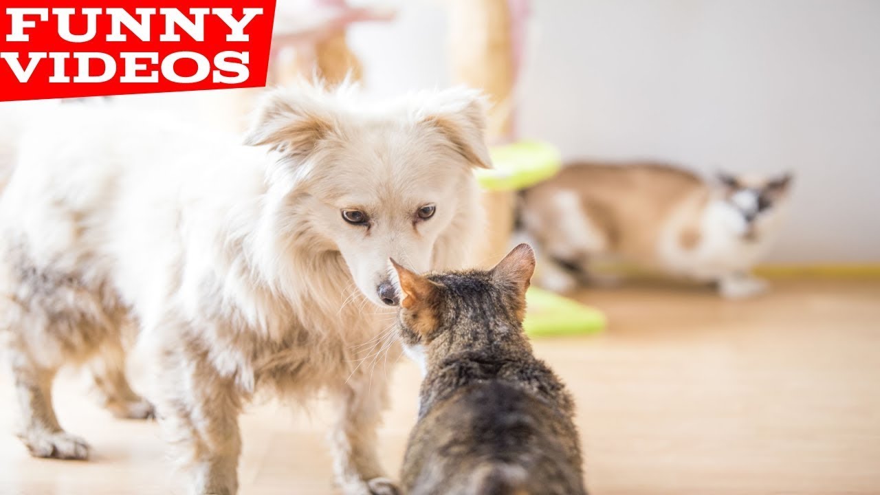 Best Funny Animal Videos of the year 2021, funniest animals ever relax ...