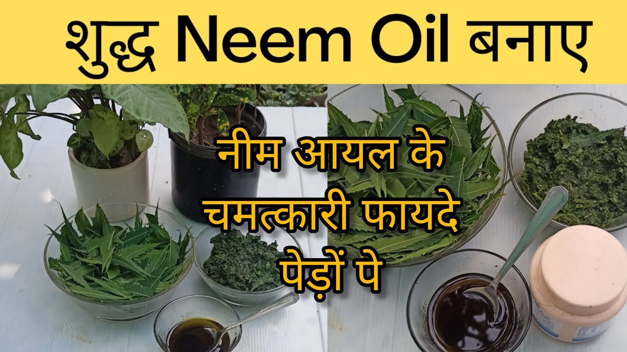 गार्डन के पेड़ों में बहुत फायदे का हैं यह नीम आयल | नीम आयल के चमत्कारी ...