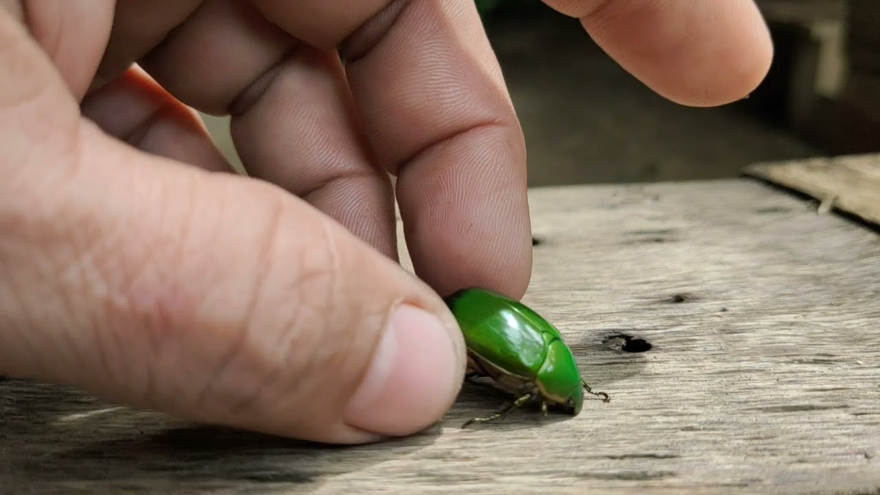 Golden Green Beatle-(Salaginto Salagubang) 😳🤗👍 - YouTube