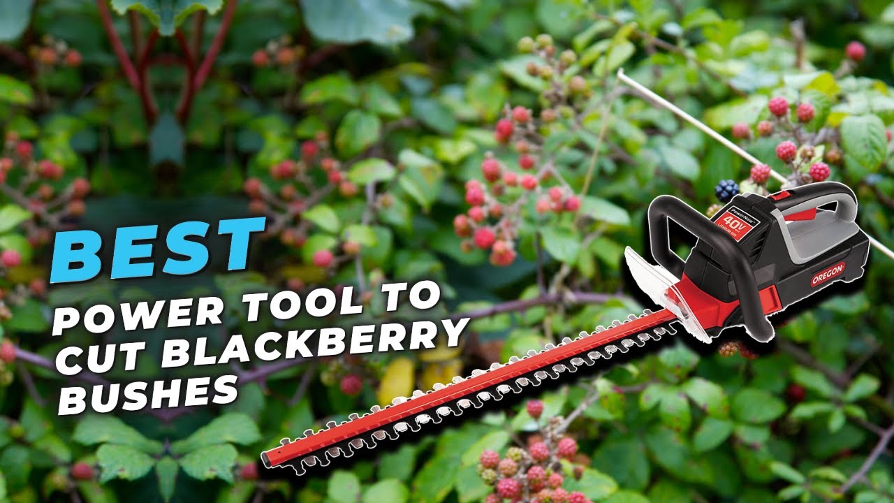 Best Power Tool to Cut Blackberry Bushes | The Best Hedge Trimmer - YouTube