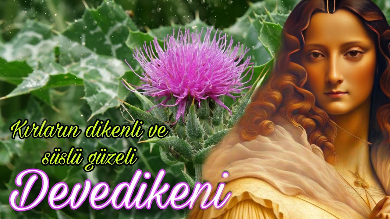 Devedikeni - Silybum marianum - YouTube
