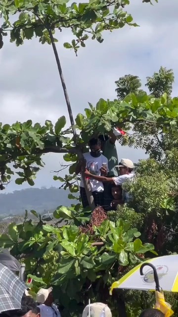 Ibarat Zakeus naik pohon untuk melihat Yesus. Antusias umat Timur Leste ...