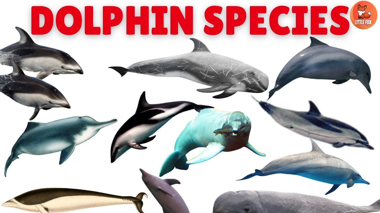 🐬Dolphin Types | 40 Dolphin Species Name in English for kids 🐬# ...