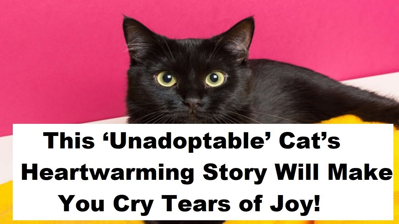 This ‘Unadoptable’ Cat’s Heartwarming Story Will Make You Cry Tears of ...