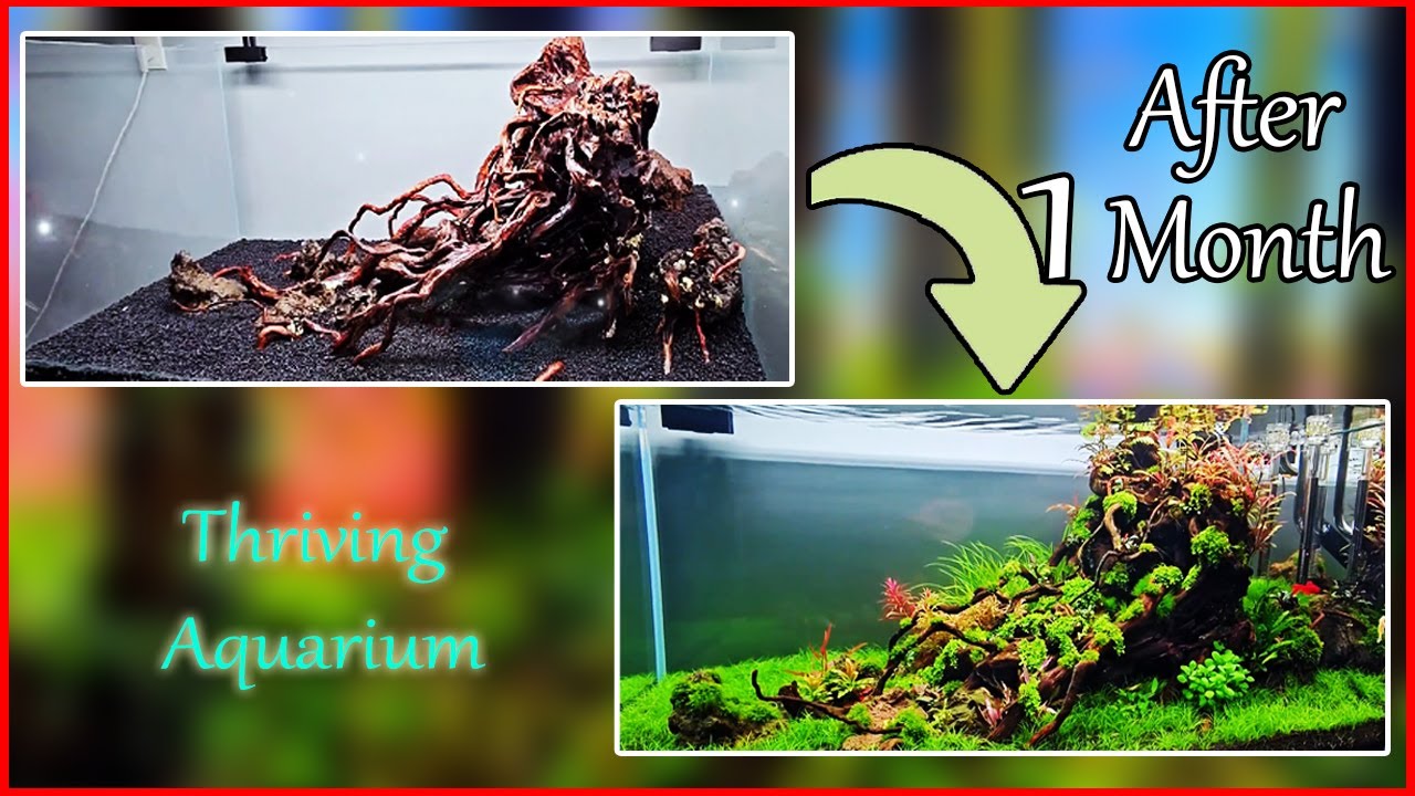 My Aquarium After 1 Month: Amazing Growth and Changes! - YouTube