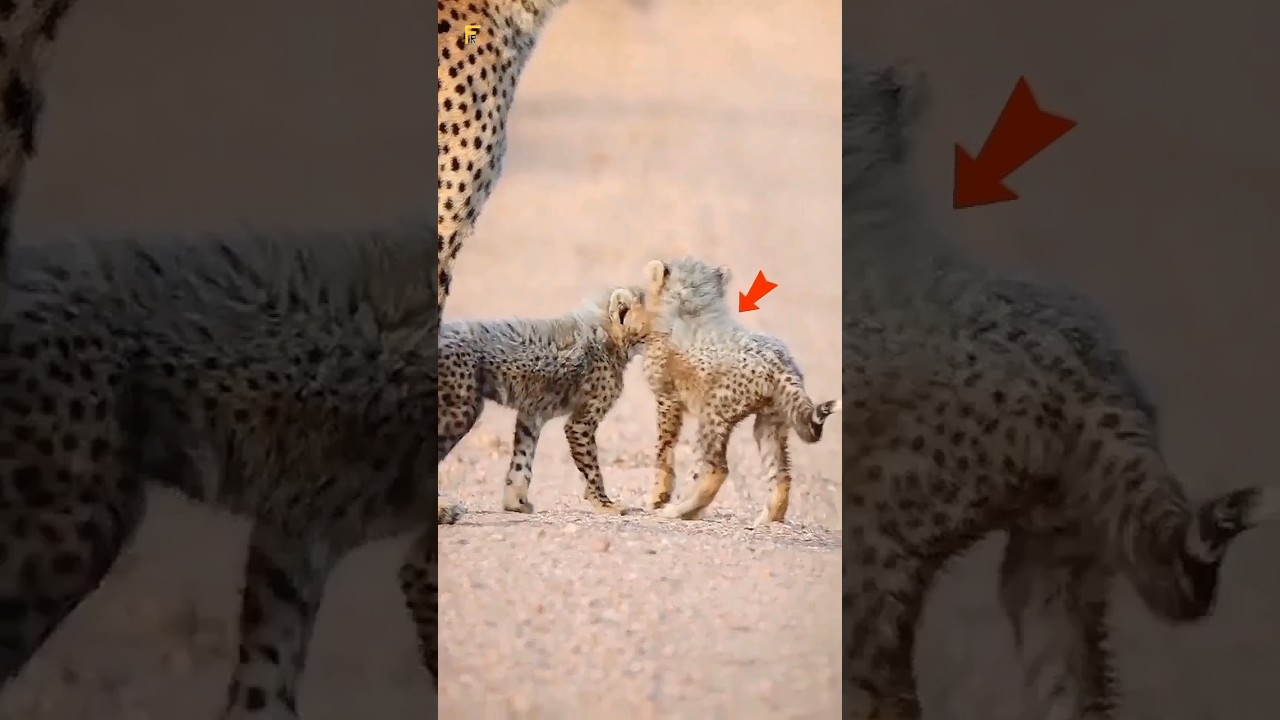 Why Lions Fear Cheetahs Cub 😱 #amazing #shorts - YouTube