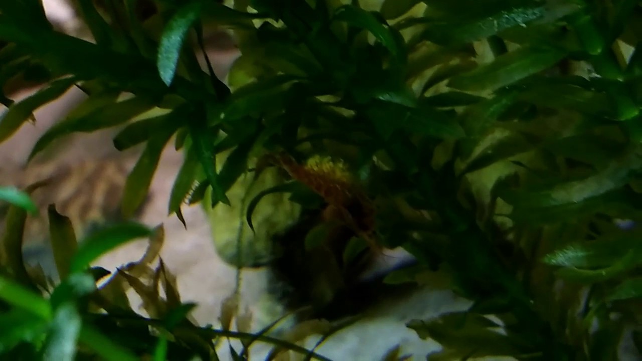 Naissance de bébés crevettes rend cherry - YouTube