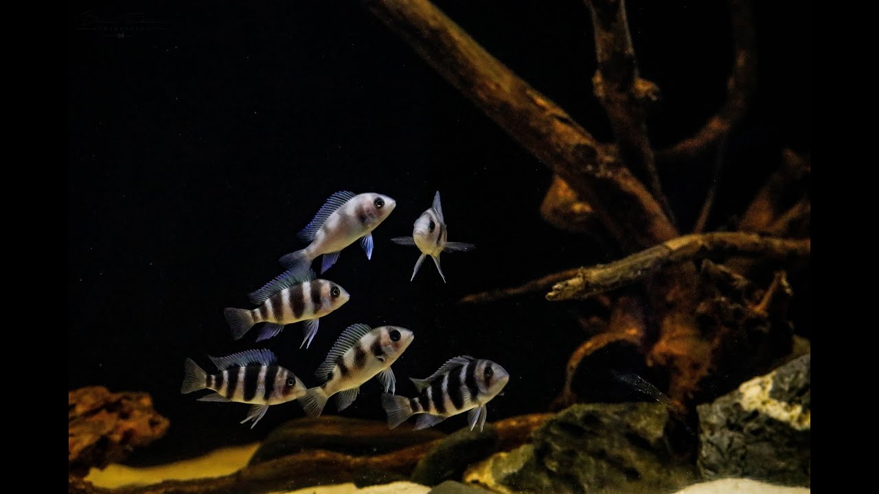 Cyphotilapia Frontosa | Tanganyikan tank | Frontosa aquarium - YouTube