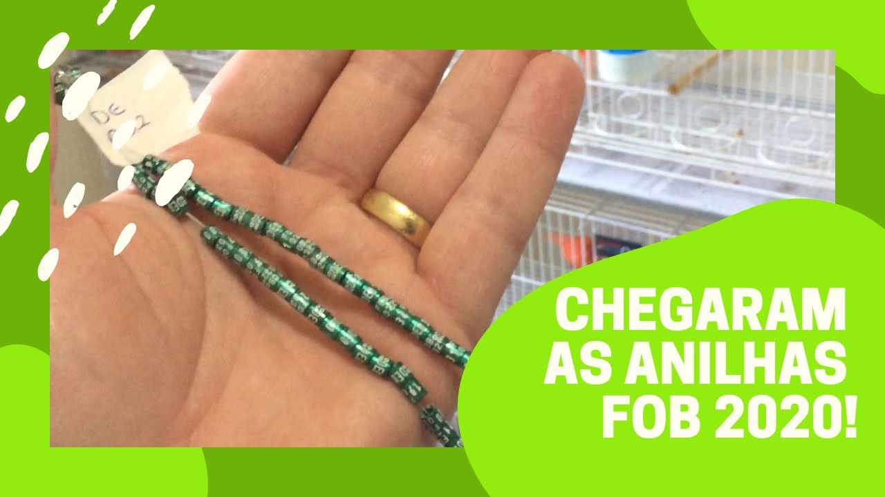 Chegaram as minhas anilhas FOB 2020. - YouTube