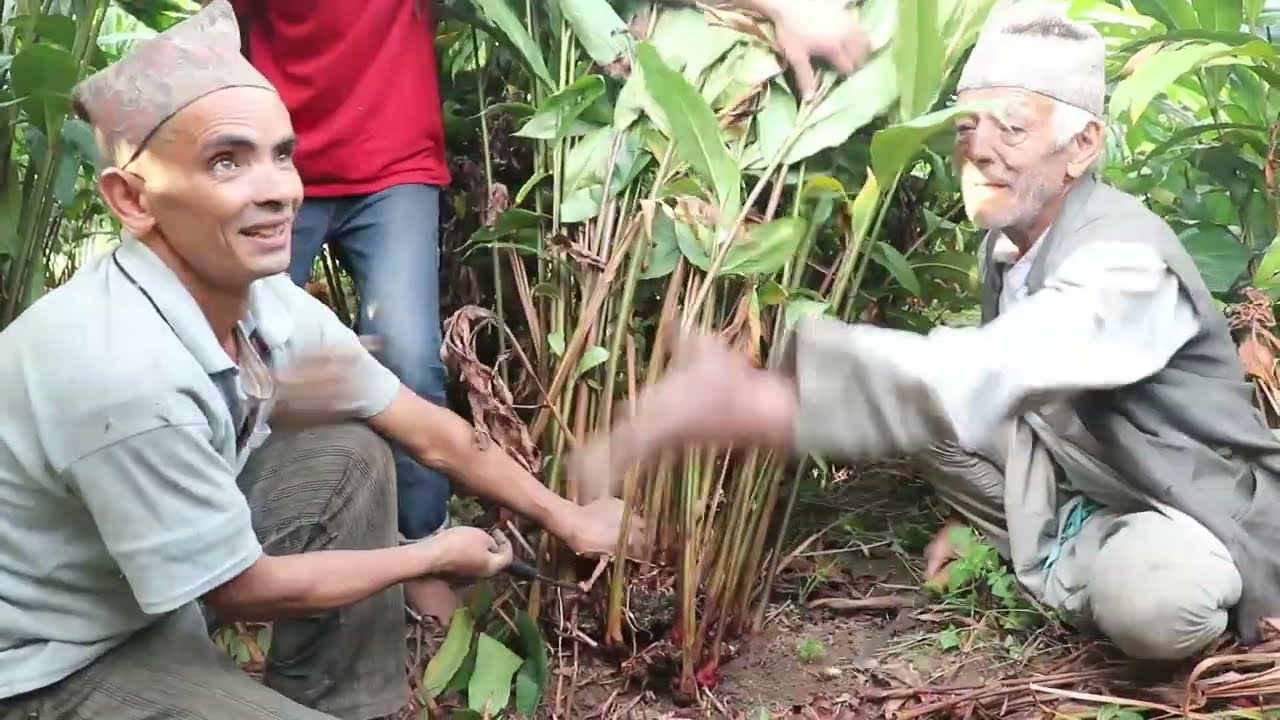 Cardamom cultivation in Nepal । Cardamom cultivation in the village ...