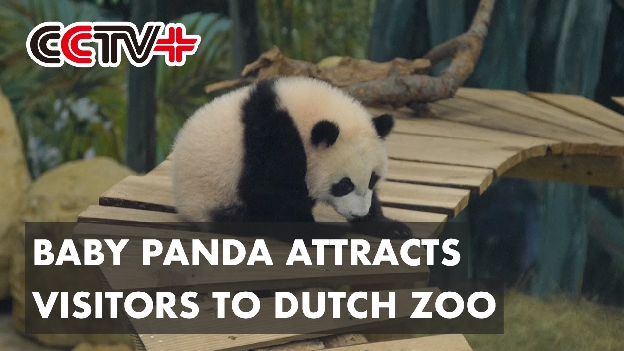 Baby Panda Attracts Visitors to Dutch Zoo - YouTube
