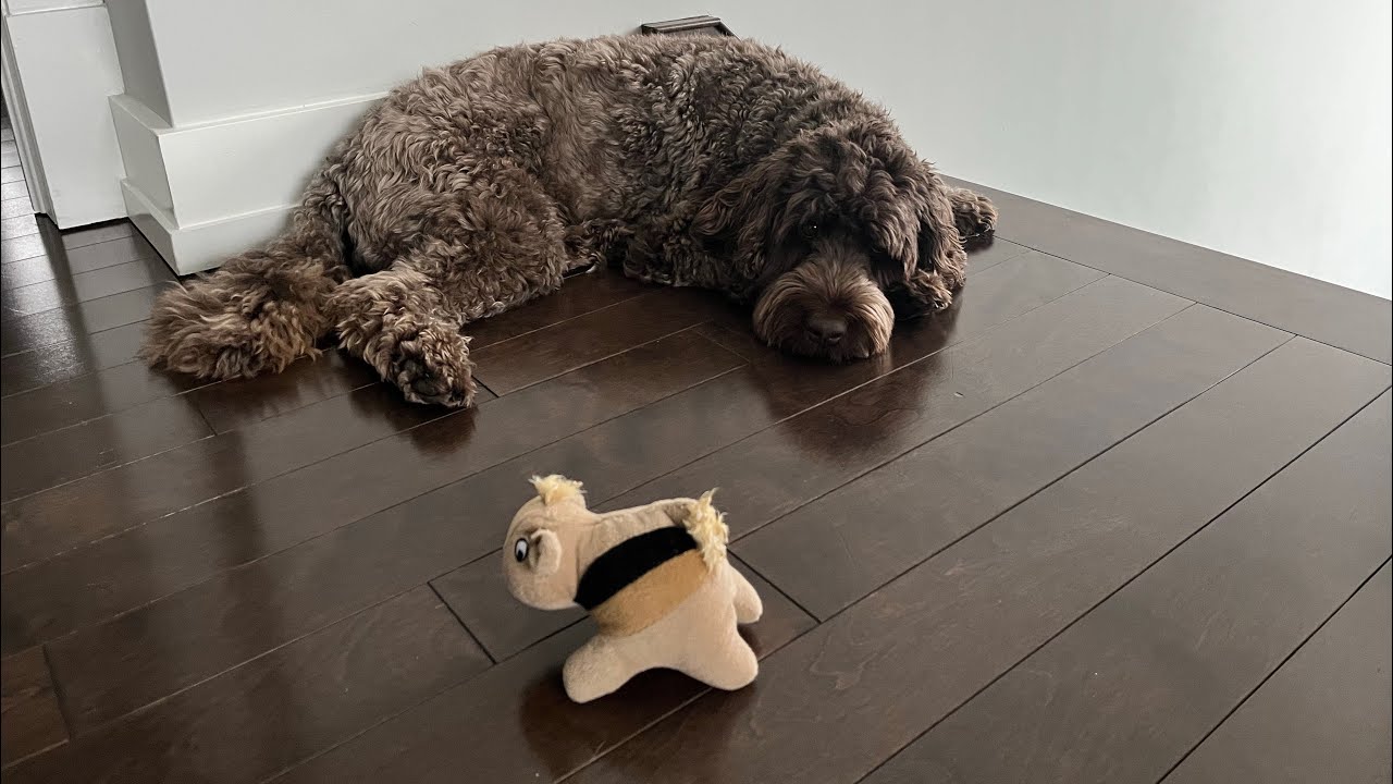 How to catch a dog - YouTube