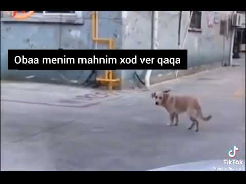 danışan it