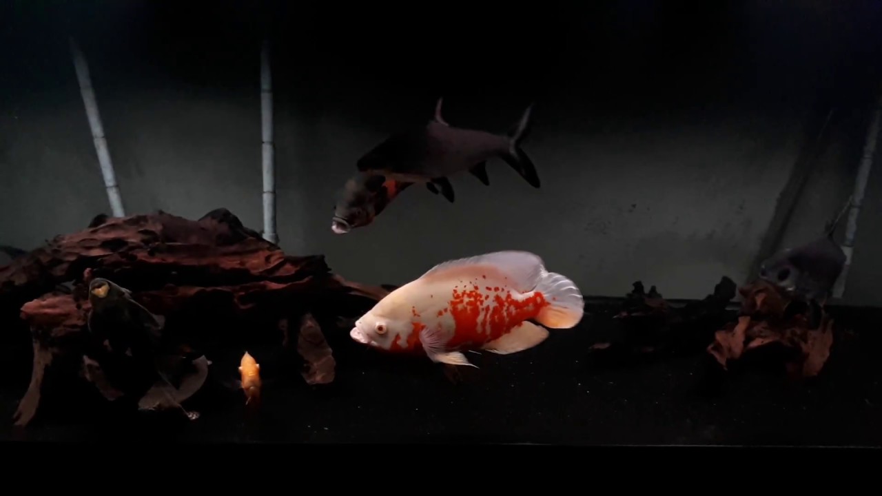 180 Gallon Aquarium Update with Bala Sharks, Oscars, Severums, Bichir ...