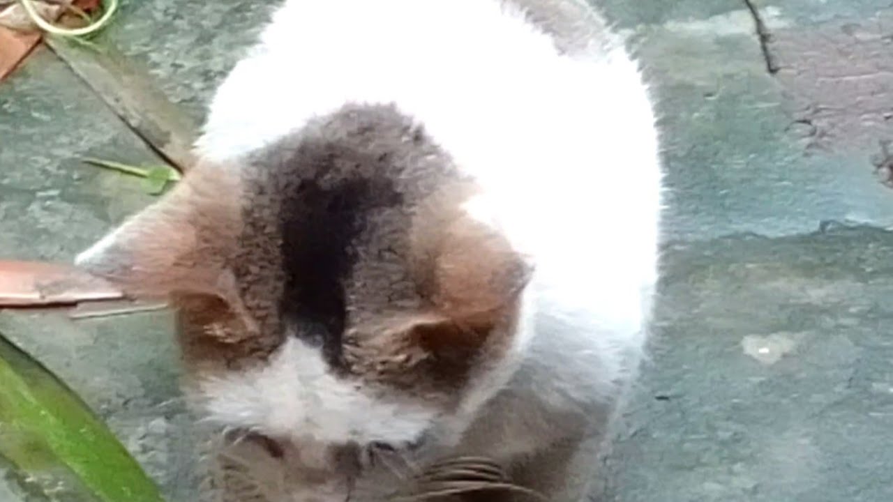 cat animals https://www.google.com/search?q=cat+animals&oq=cat+animals+ ...