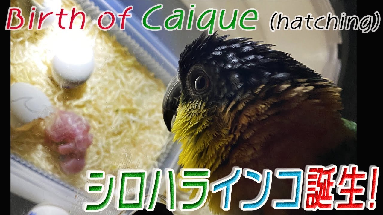 シロハラインコ誕生 (孵化) Birth of a parakeet (hatching)【Caique parrot】 - YouTube