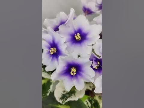 Фиалка Р-Дурман - YouTube
