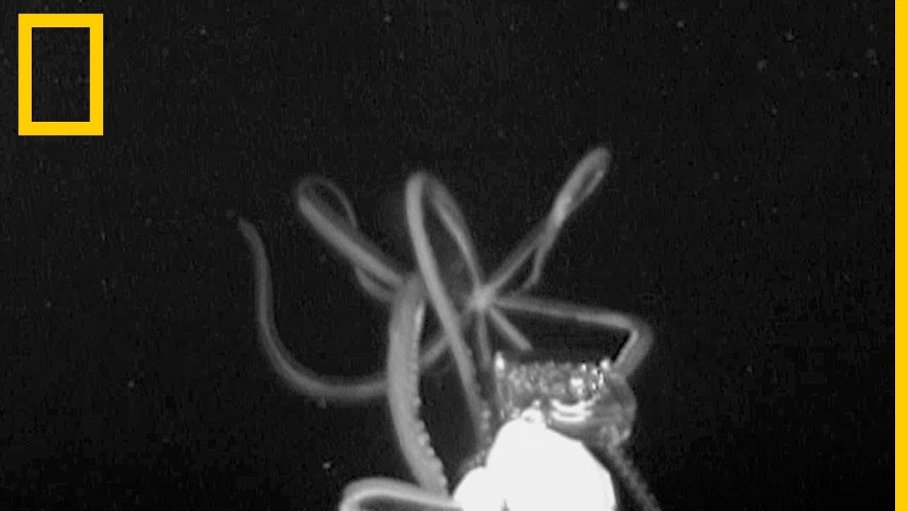 Graban un calamar gigante en aguas estadounidenses | National ...