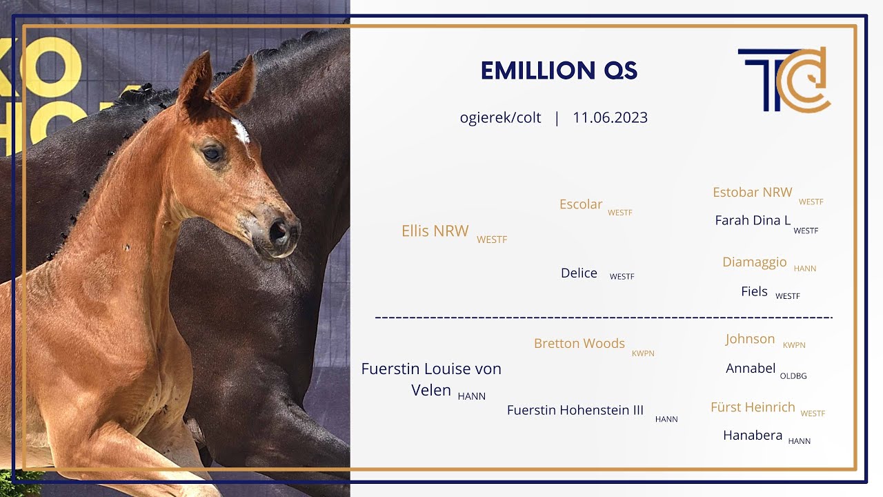 LOT NO 8 EMILLION QS (ELLIS NRW X BRETTON WOODS), colt, 11.06.2023 ...