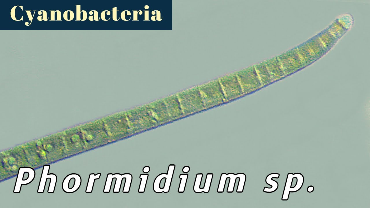 Phormidium (Cyanobacteria or Blue-green algae) - YouTube