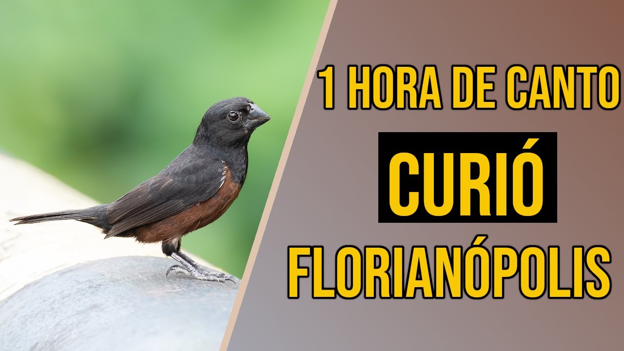 Canto do curió florianópolis - YouTube