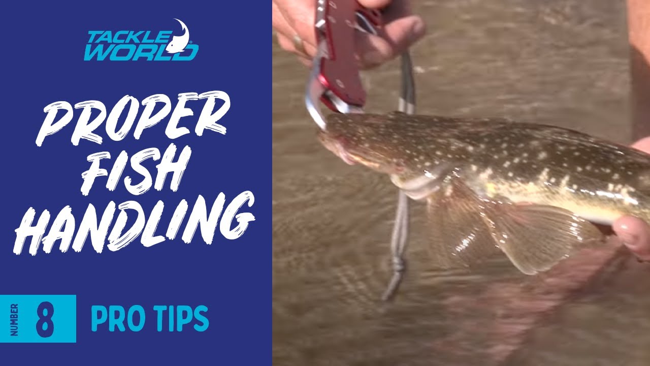 How to Handle Fish Correctly - YouTube