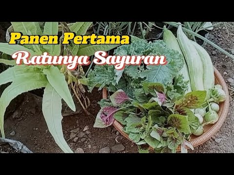Kebun Mini | Panen sayur Kale, Bayam batik, Pare Ular dan terong lalap ...