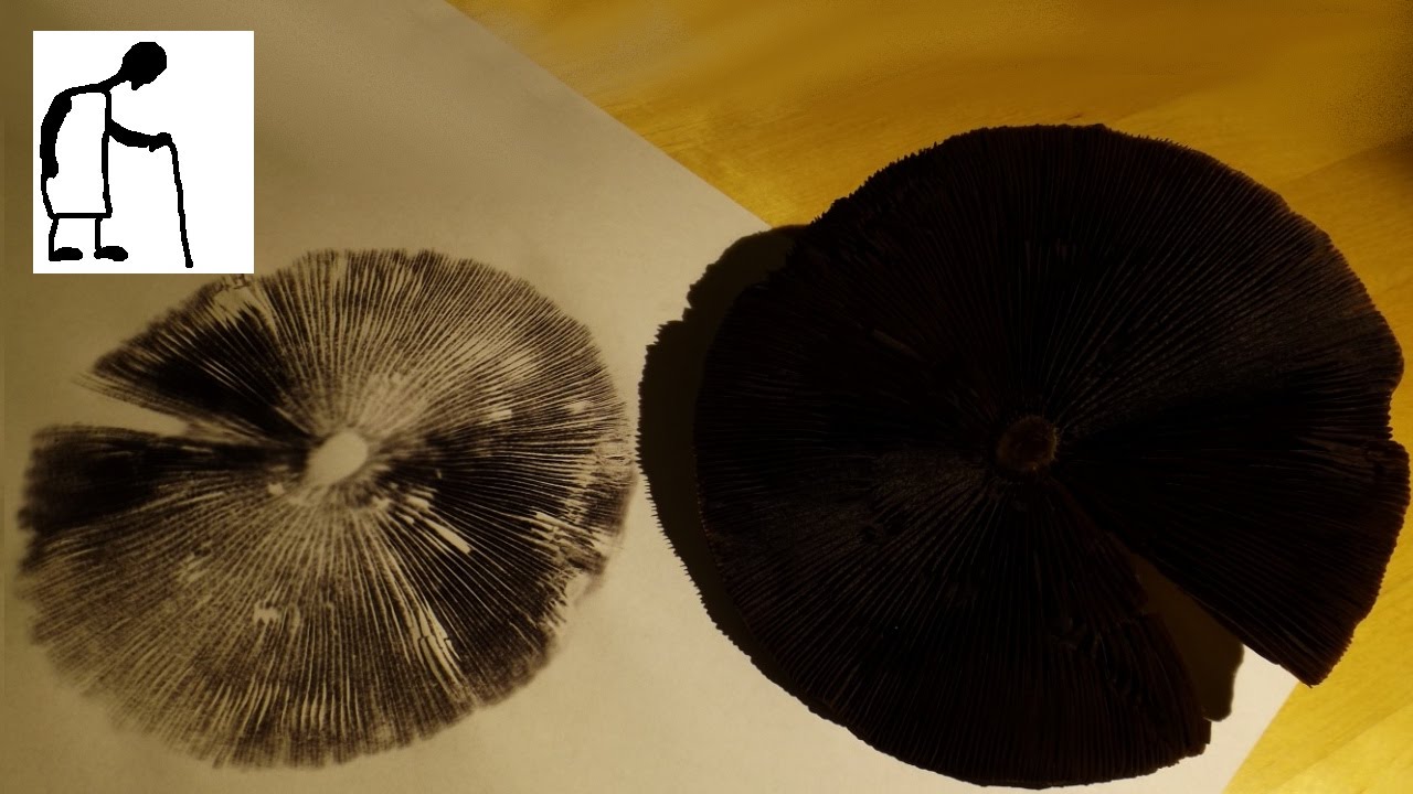 Let's Make a Mushroom Spore Print - YouTube