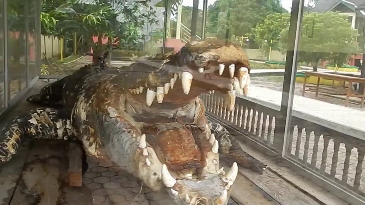 BUAYA DI KERATON SAMBALIUNG KAB BERAU | Crocodile in Kerobon SAMBALIUNG ...