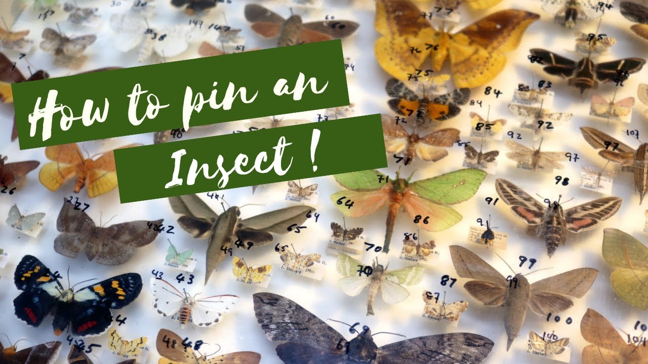 How To Pin an Insect - STEP by STEP - YouTube