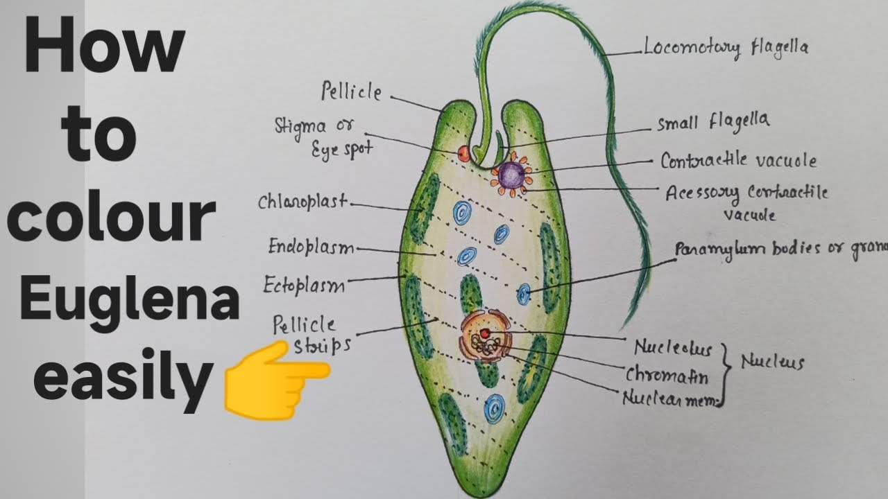 How to draw euglena | How to draw euglena diagram | How to colour ...