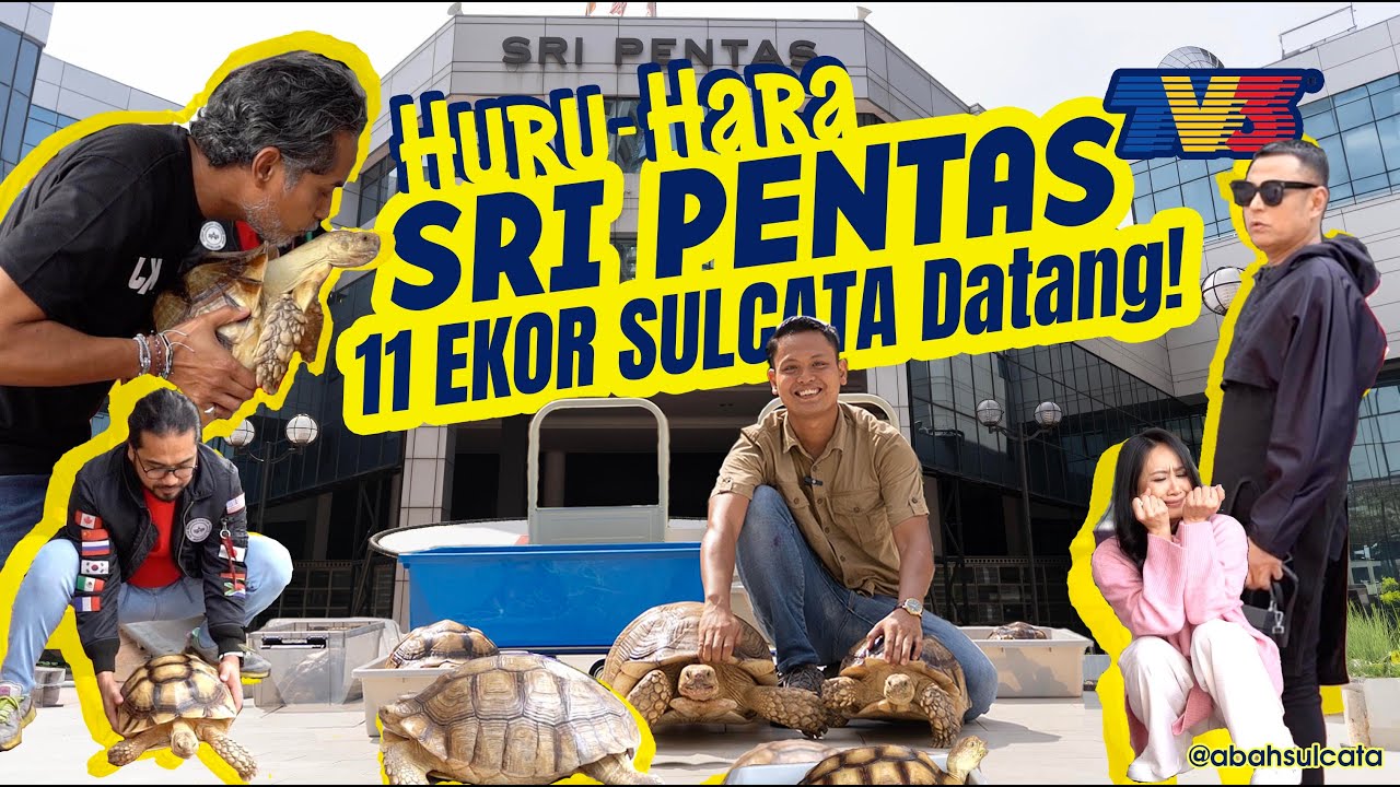 Huru Hara SRI PENTAS TV3 bila 11 ekor Sulcata Datang ! - YouTube