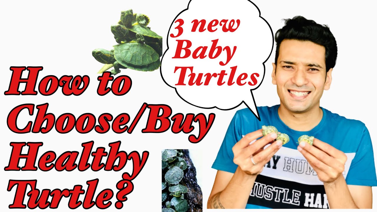How to Choose Healthy Turtle | How to Buy healthy Turtle | Healthy Baby ...