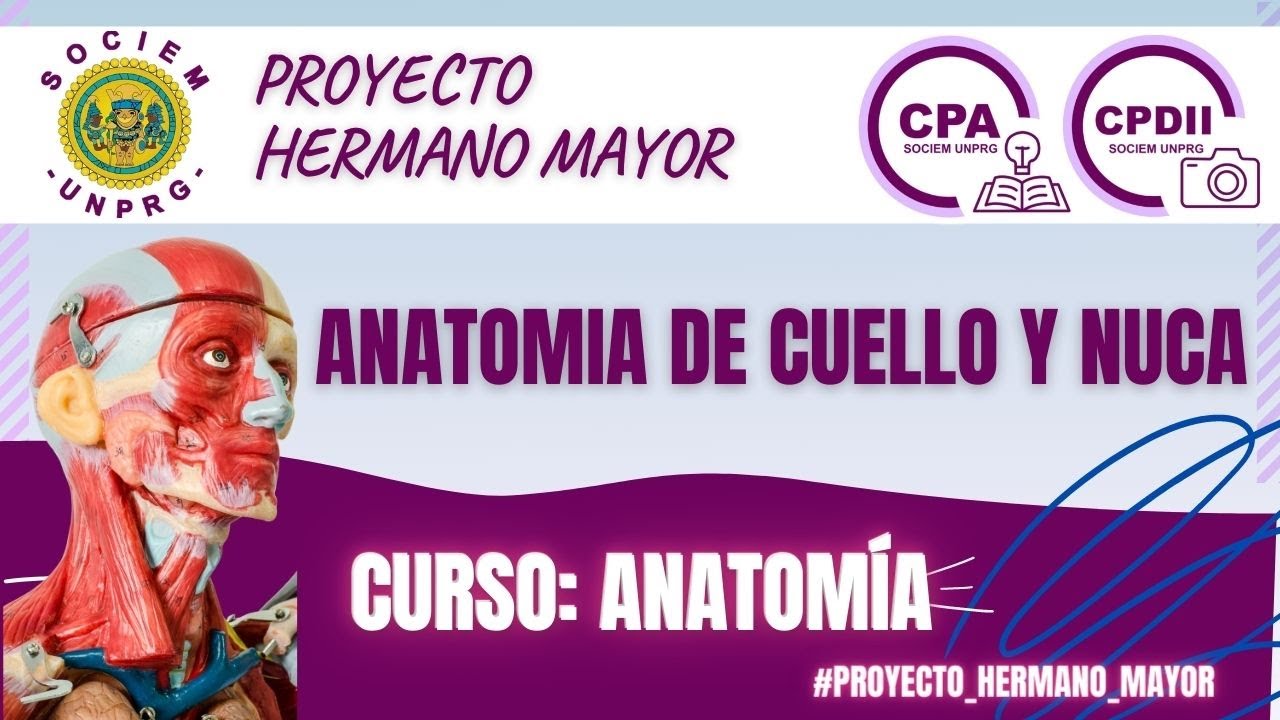 ANATOMÍA DE CUELLO Y NUCA - YouTube