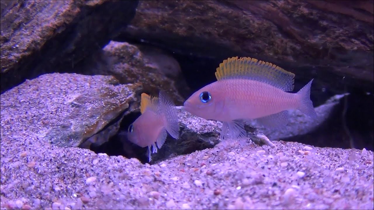Neolamprologus caudopunctatus ''kapampa'' - YouTube