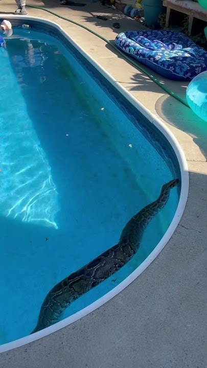 My Mom Told Me Not To Go In The Pool Today 😱 Youtube