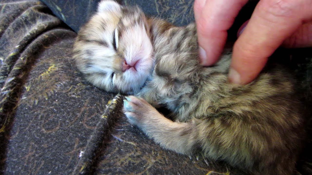 12 06 06 A visit with each Persian K Kitten - YouTube