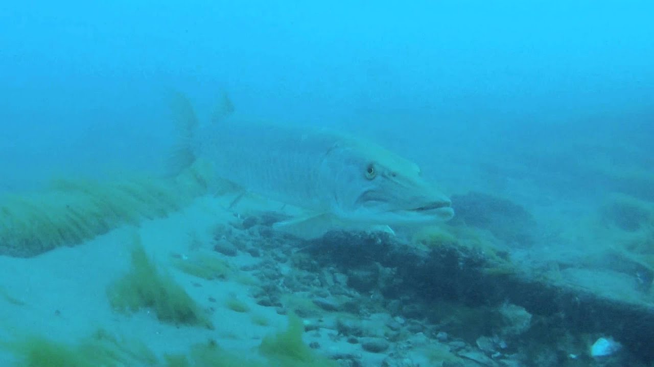 Muskie Underwater Stops for a Visit - YouTube