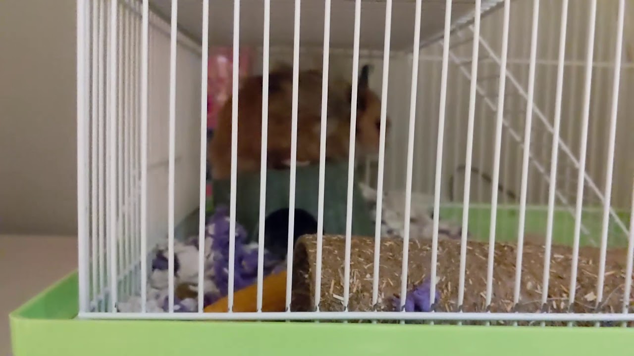 Hermon my hamster making chirping sound, "talking" - YouTube