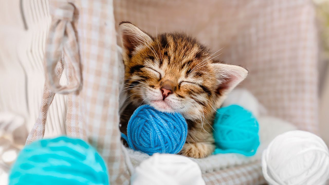 Relaxing Sleep Sounds for Cats: The Sweetest Cat Lullaby Music - Cats ...