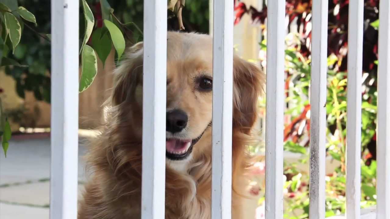 "Never Mine" - LaDiDa Music Video #48 - YouTube Music