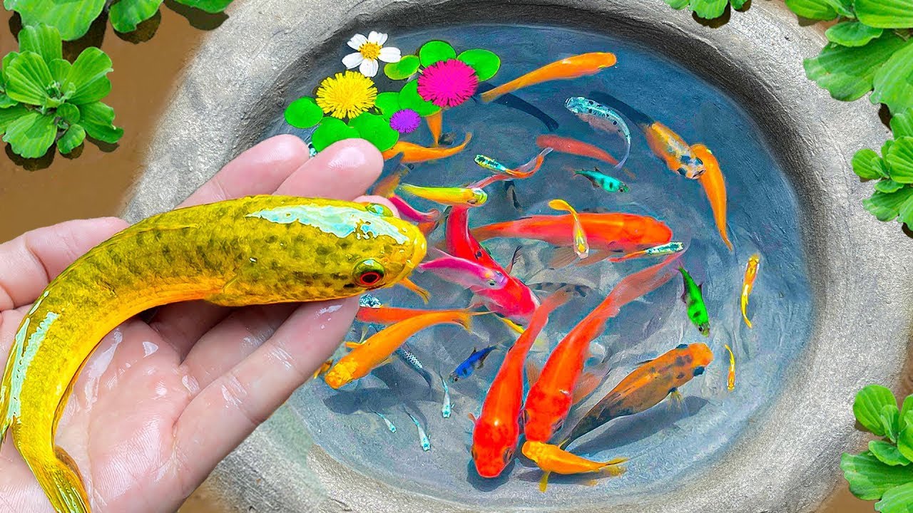 I Found Strange Ornamental Catfish, Kim Kim Fish, Guppies, Ranchu Fish ...