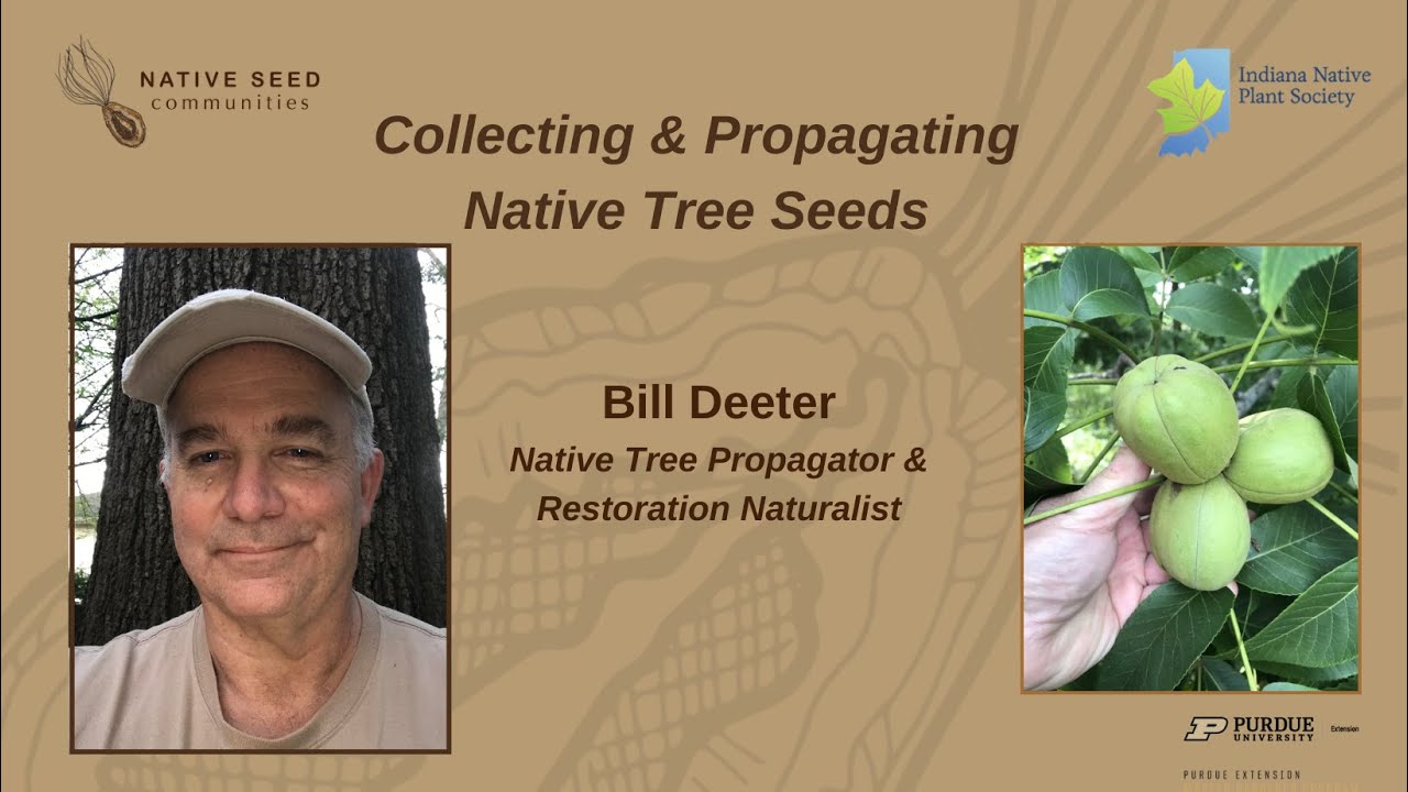 Collecting & Propagating Native Tree Seeds - YouTube