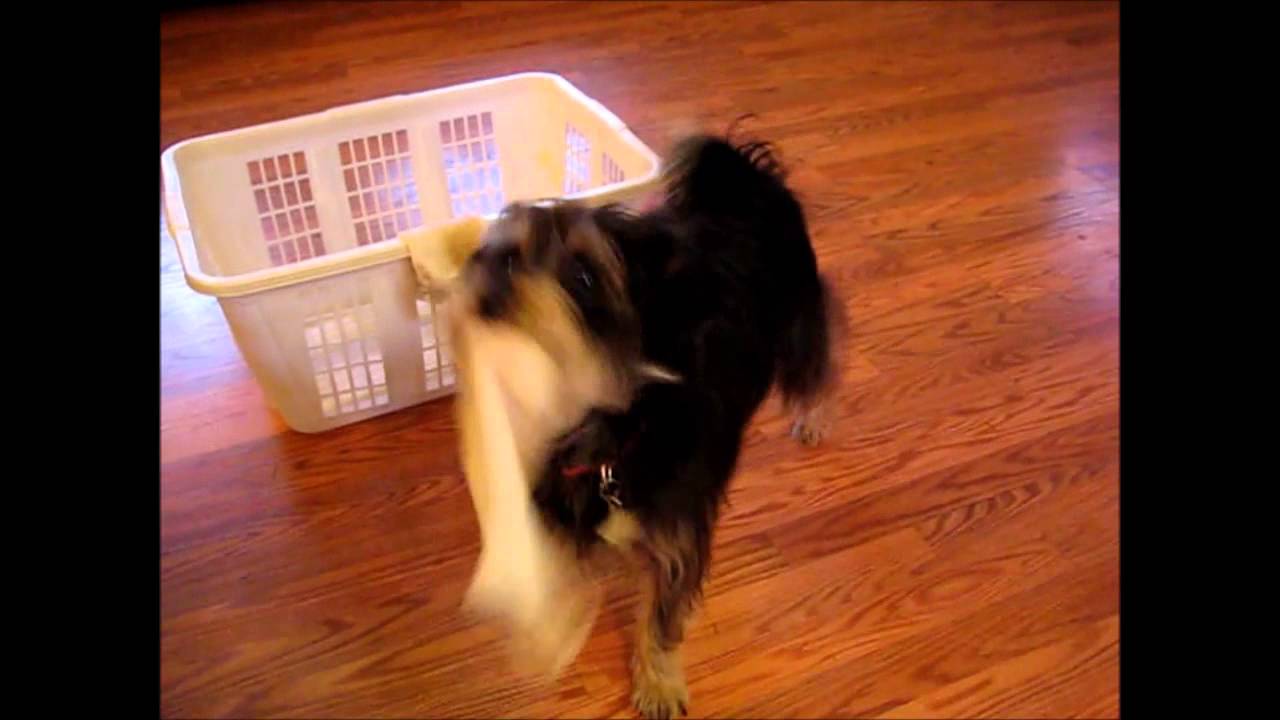 Advanced dog tricks by Koby AKA Puppy Einstein - YouTube