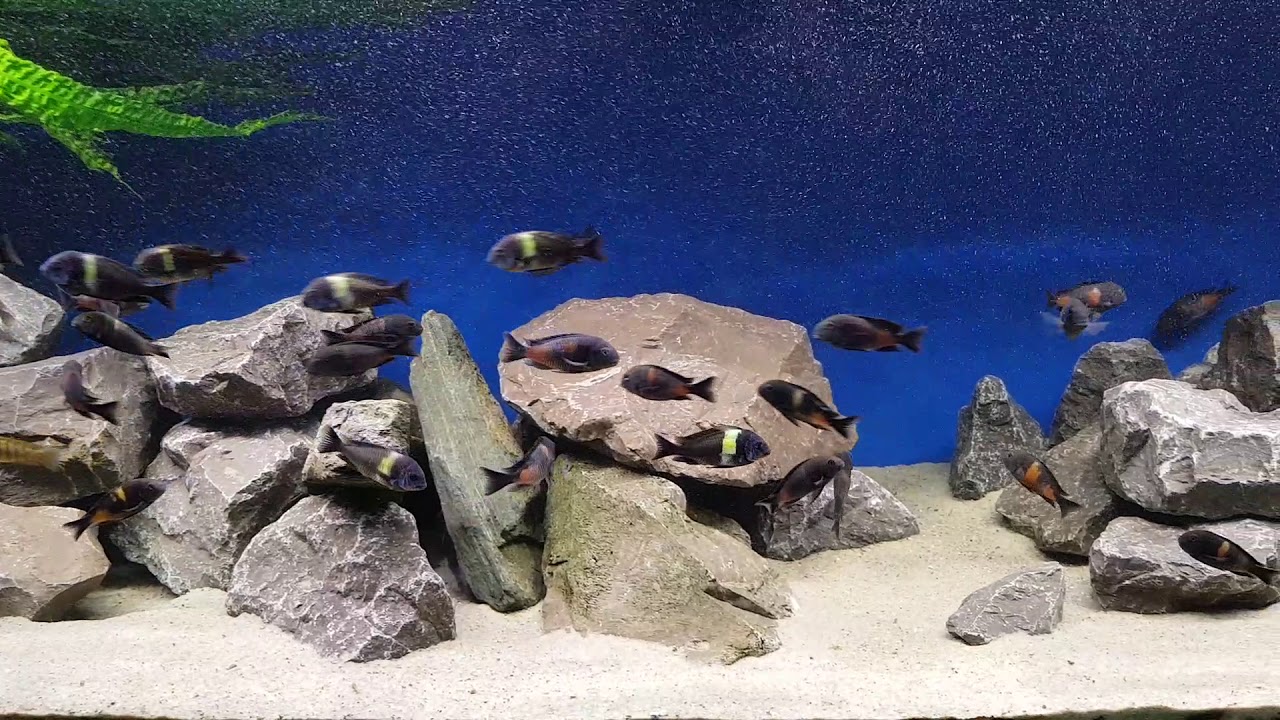Tropheus tank - re start 900 - YouTube
