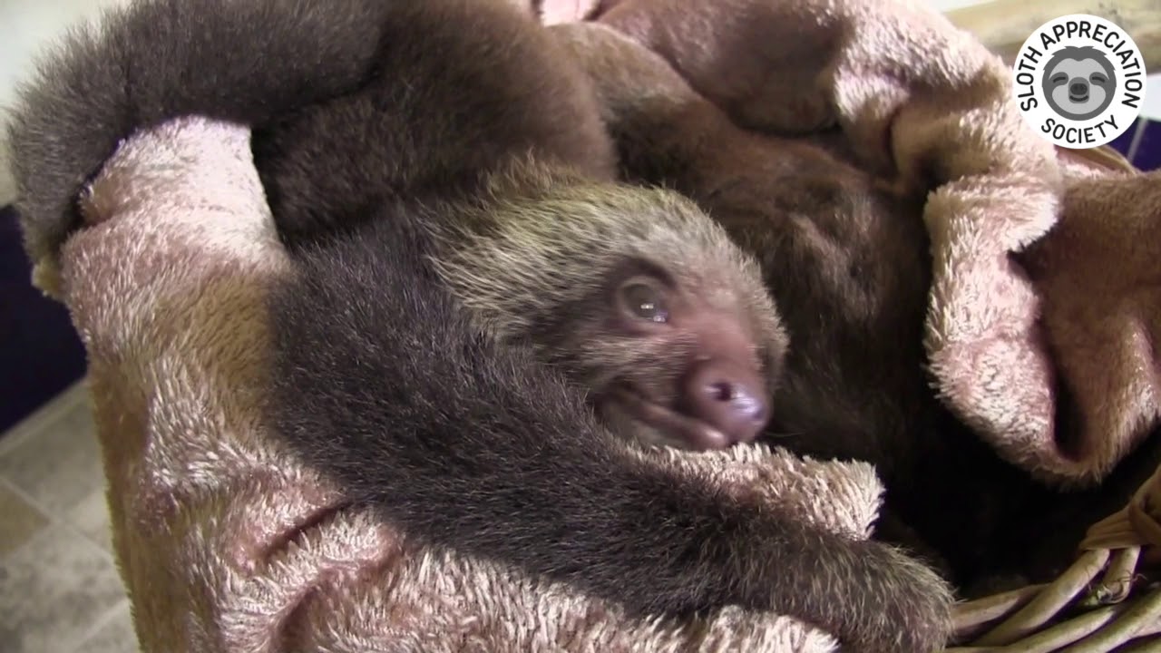 MEET THE SLOTHS: Pickle - YouTube