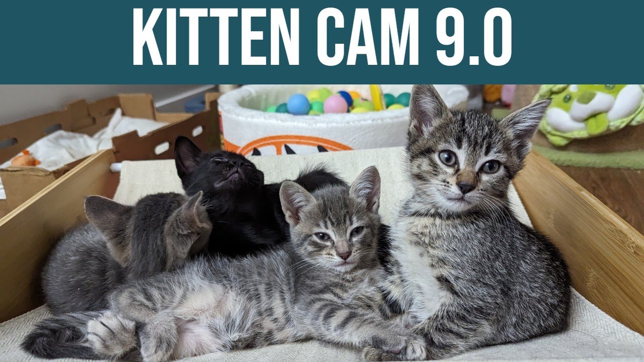 Kitten Cam 9.0: Night 72 - Ladybug and her 4 kittens - YouTube
